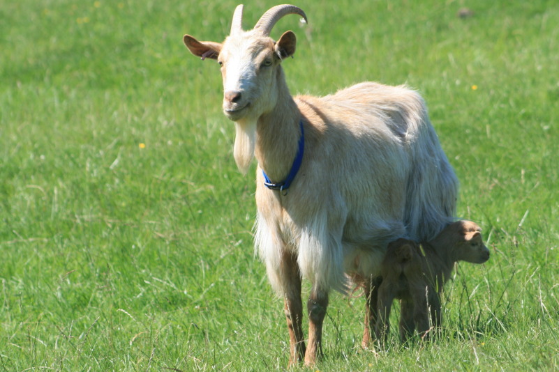 Golden Guernsey Goat - Breed Profile - Goat Journal